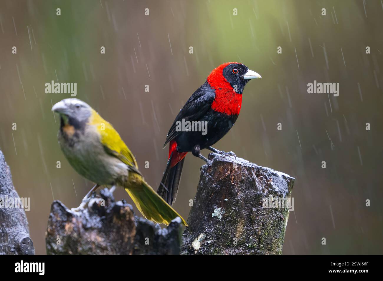 The crimson-collared tanager, Ramphocelus sanguinolentus, in a heavy ...