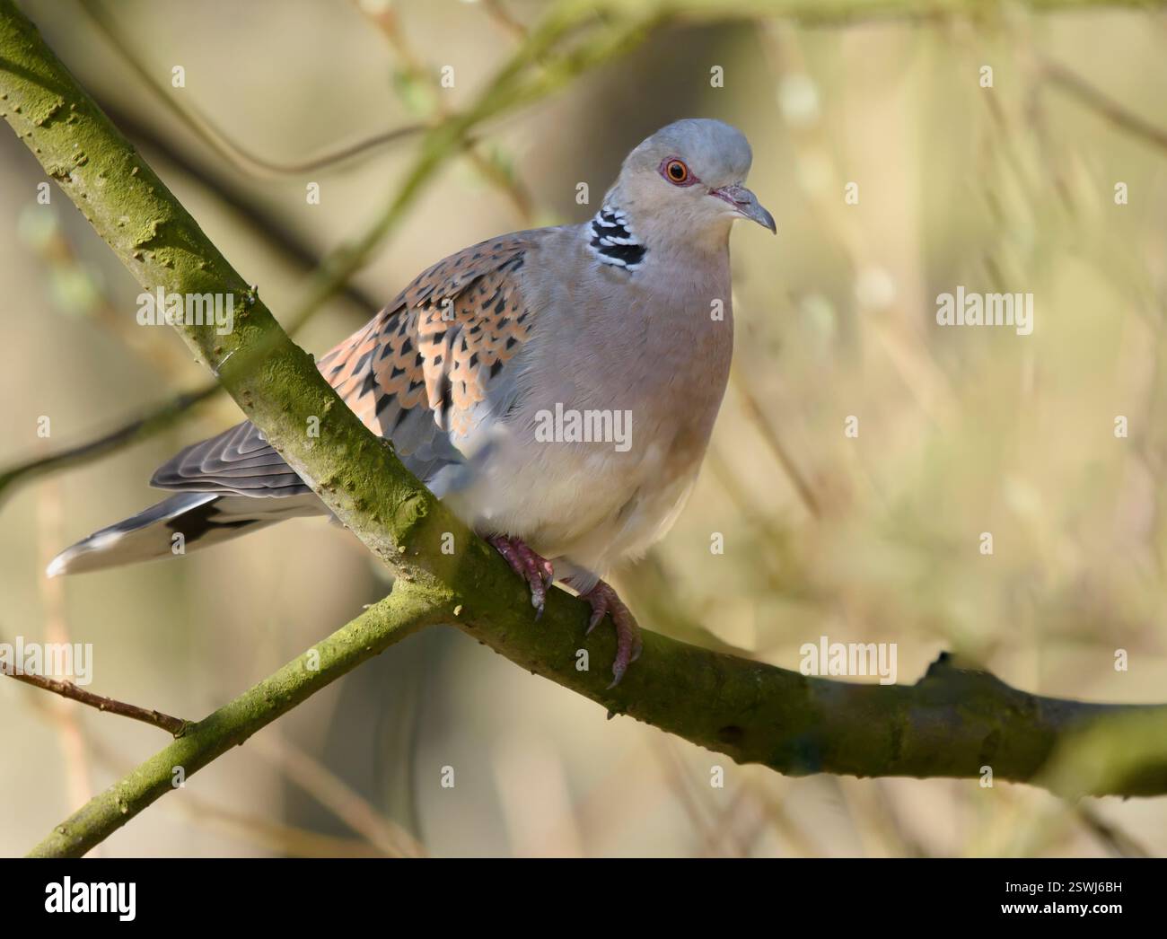 European turtle dove Streptopelia turtur, Pensthorpe Conservation ...