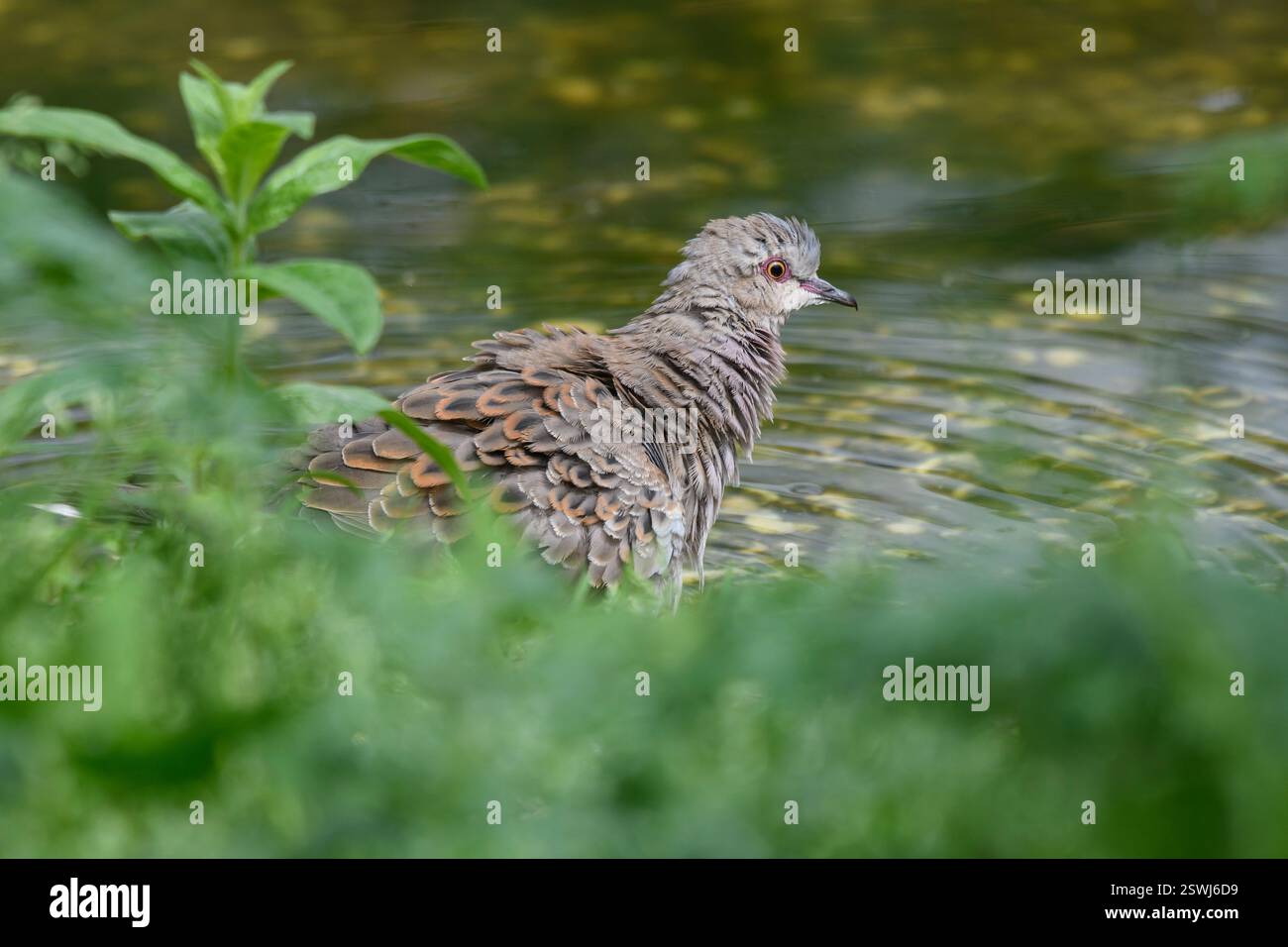 European turtle dove Streptopelia turtur, with ruffled plumage, about ...