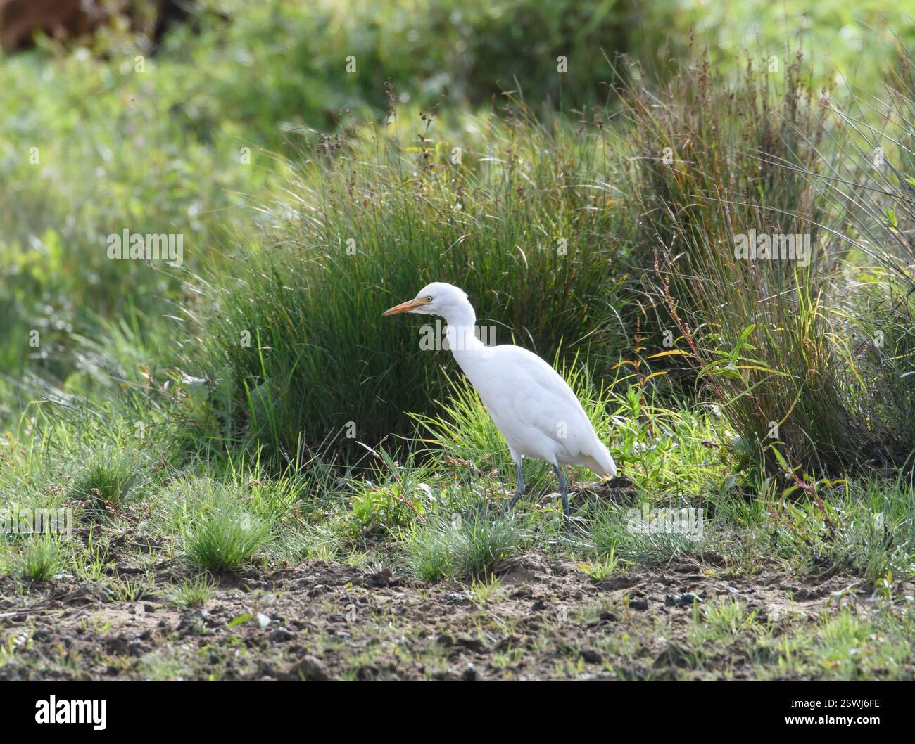 Cattle egret Bubulcus ibis, foraging in rough vegetation where cattle ...