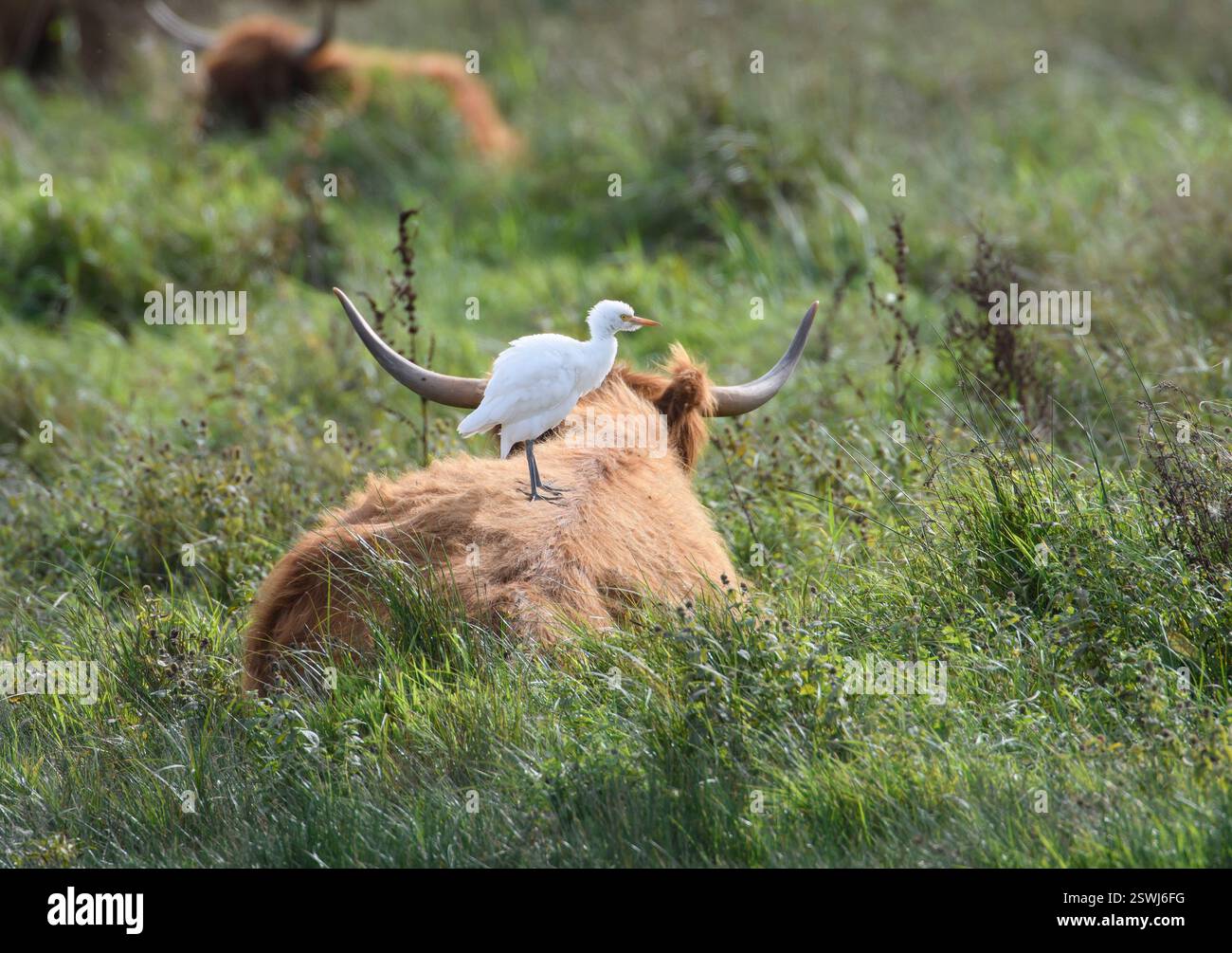Cattle egret Bubulcus ibis, perched on back of resting highland cow, RSPB Fairburn Ings reserve ...