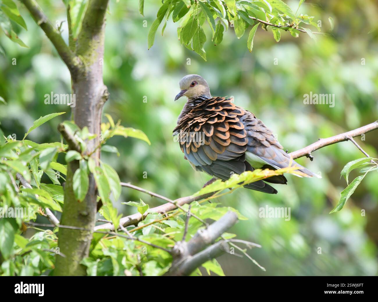 European turtle dove Streptopelia turtur, with ruffled feathers ...