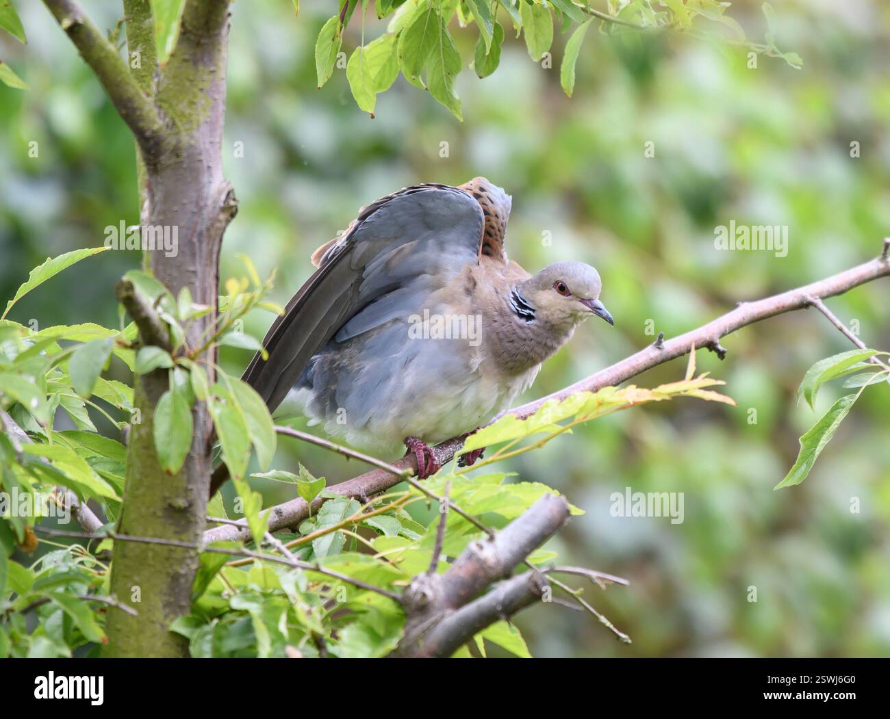 European turtle dove Streptopelia turtur, stretching wings, captive ...