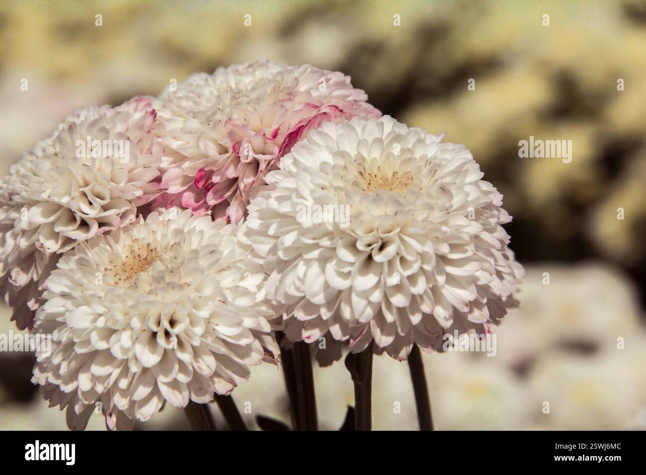 Chrysanthemum, formerly Dendranthemum White blooming'Field of white ...