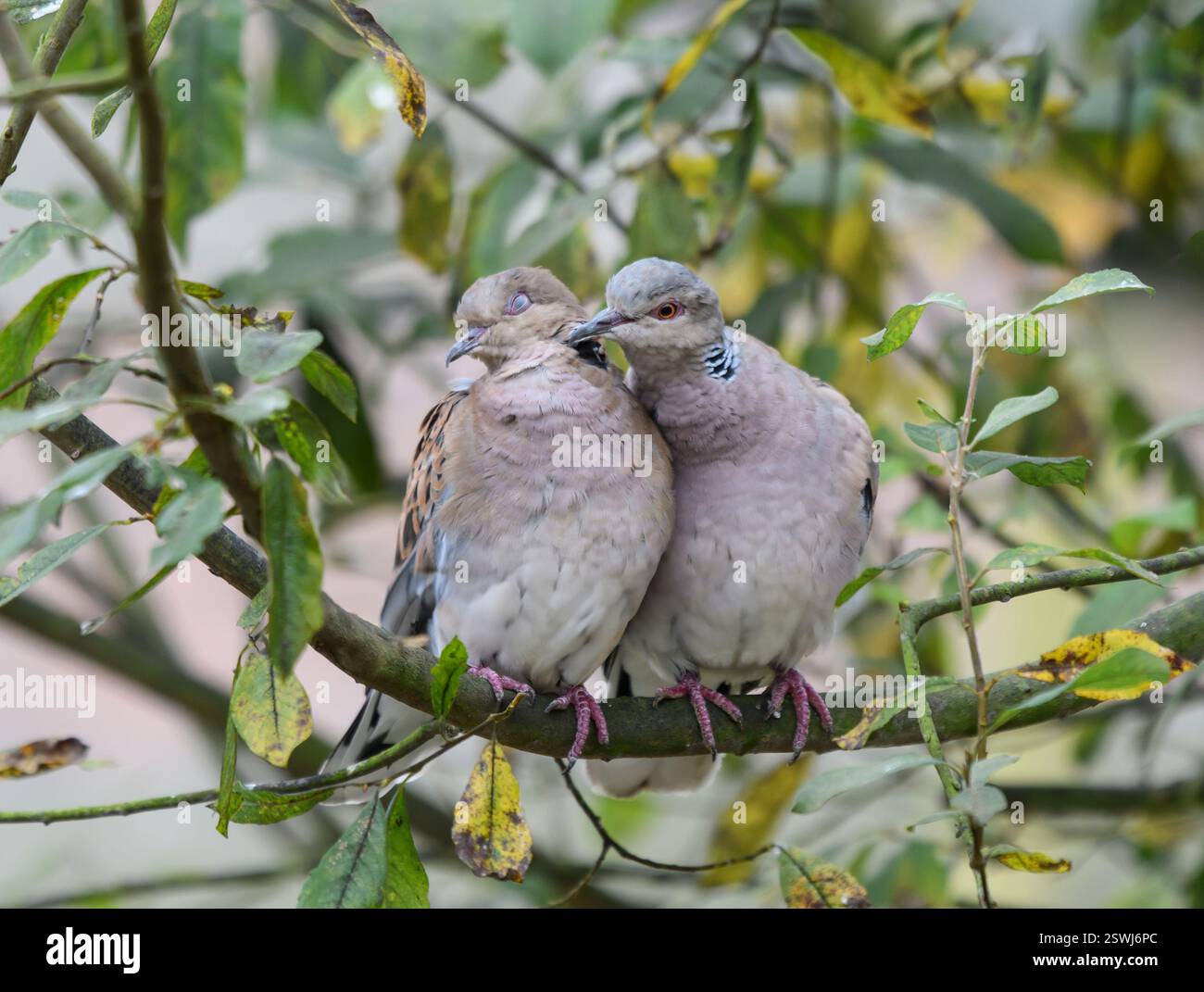 European turtle dove Streptopelia turtur, pair performing bonding ...