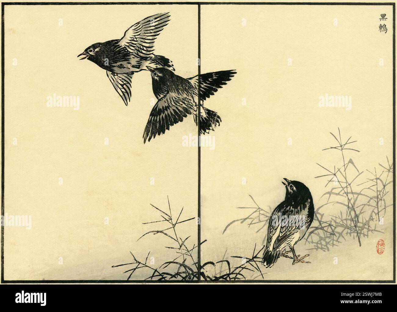 Japanese Thrush and Amur silvergrass ( Turdus cardis / Miscanthus ...