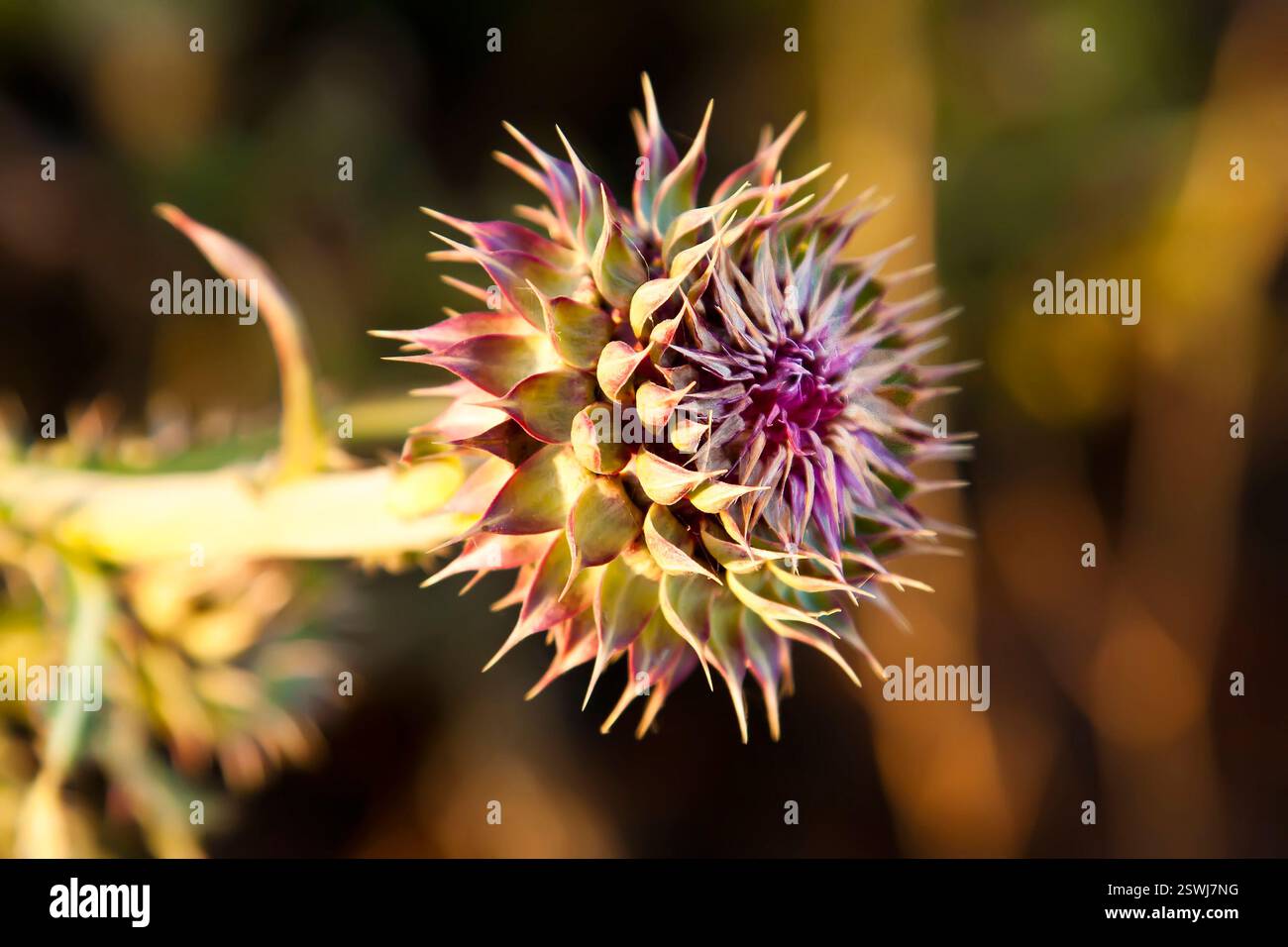 Flower with a lot of spikes on it. The flower is purple and has a lot ...