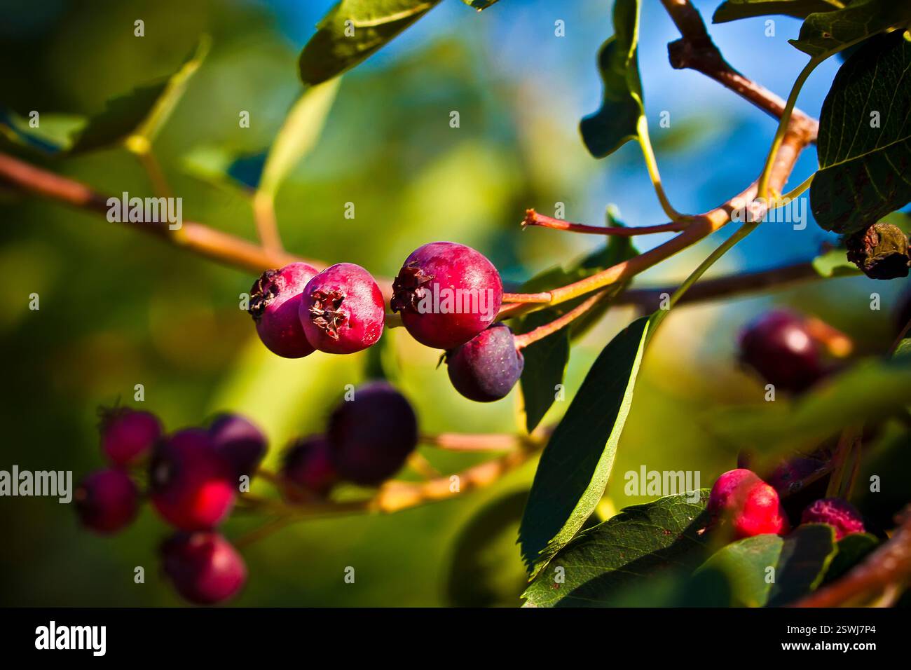 Cluster of red berries hanging from a tree branch. The berries are ripe ...