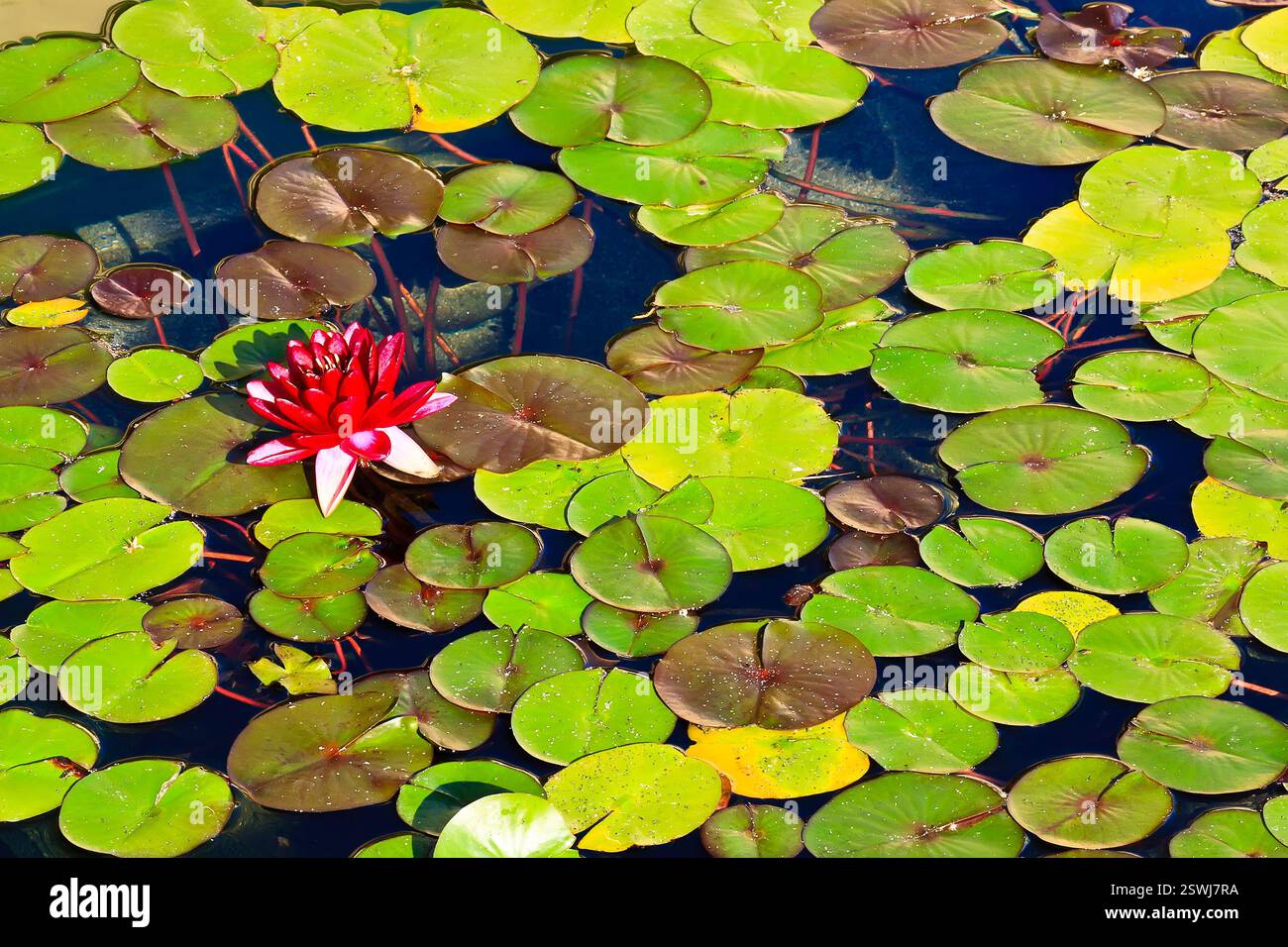 White lily floating many hi-res stock photography and images - Alamy