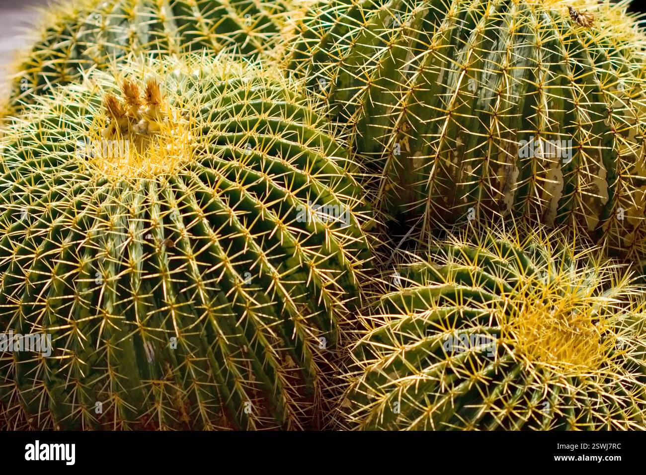Barrel cactus and others hi-res stock photography and images - Alamy