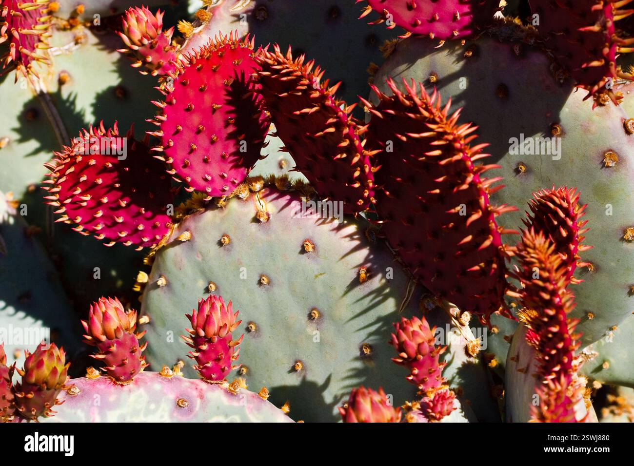 Cluster of cacti with red flowers on top. The flowers are in various ...