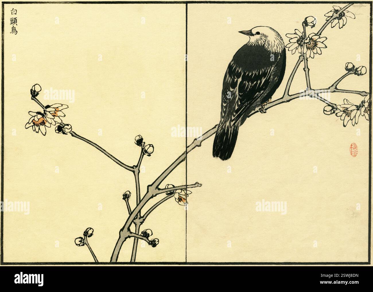 White-headed Bulbul and Rangoon Creeper ( Hypsipetes thompsoni ...