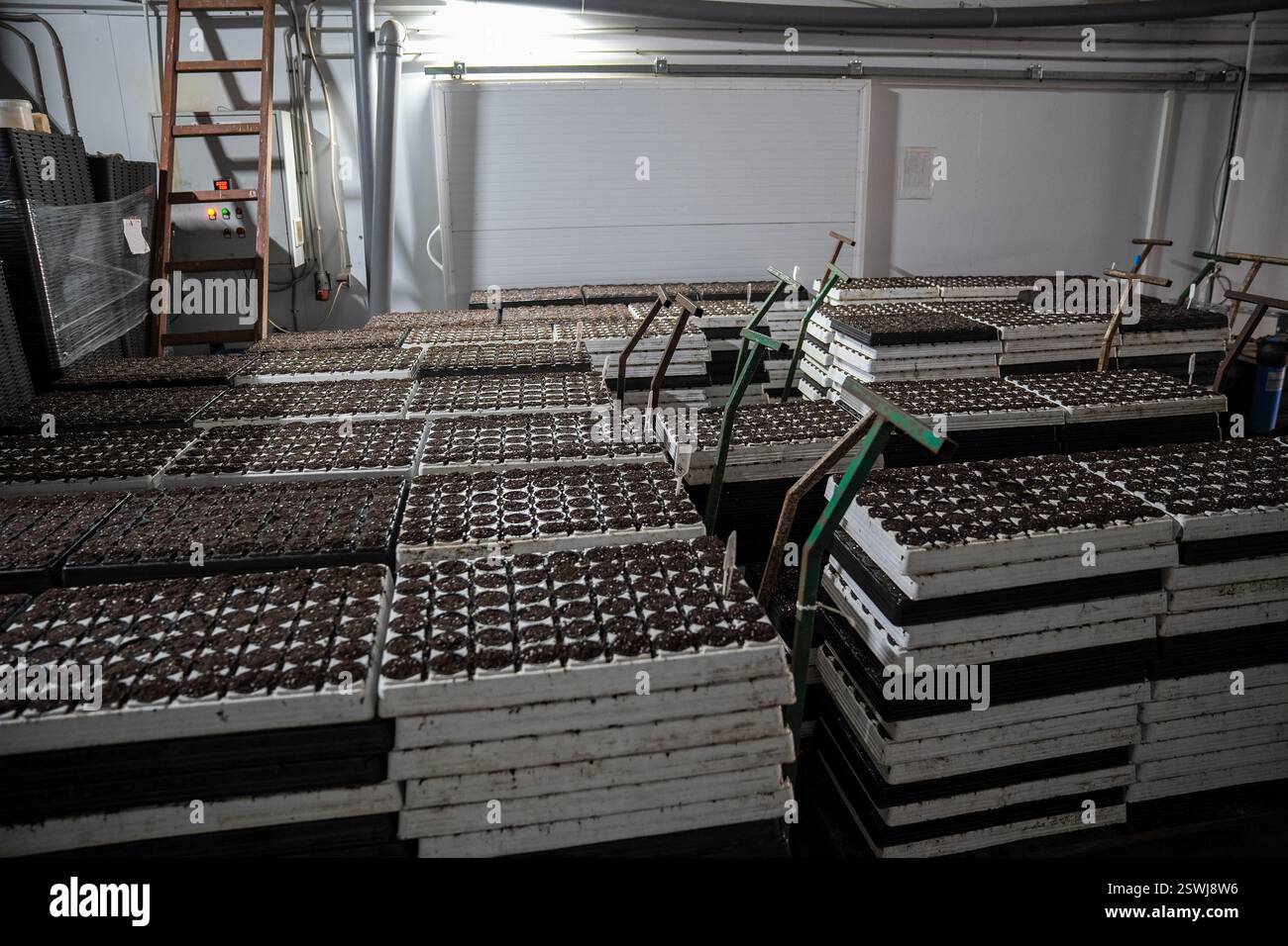 Pallets with soil prepared for transfer to controlled climate chamber ...