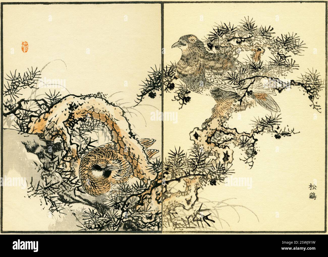 Hazel Grouse and Siberian dwarf pine ( Tetrastes bonasia / Pinus pumila ...