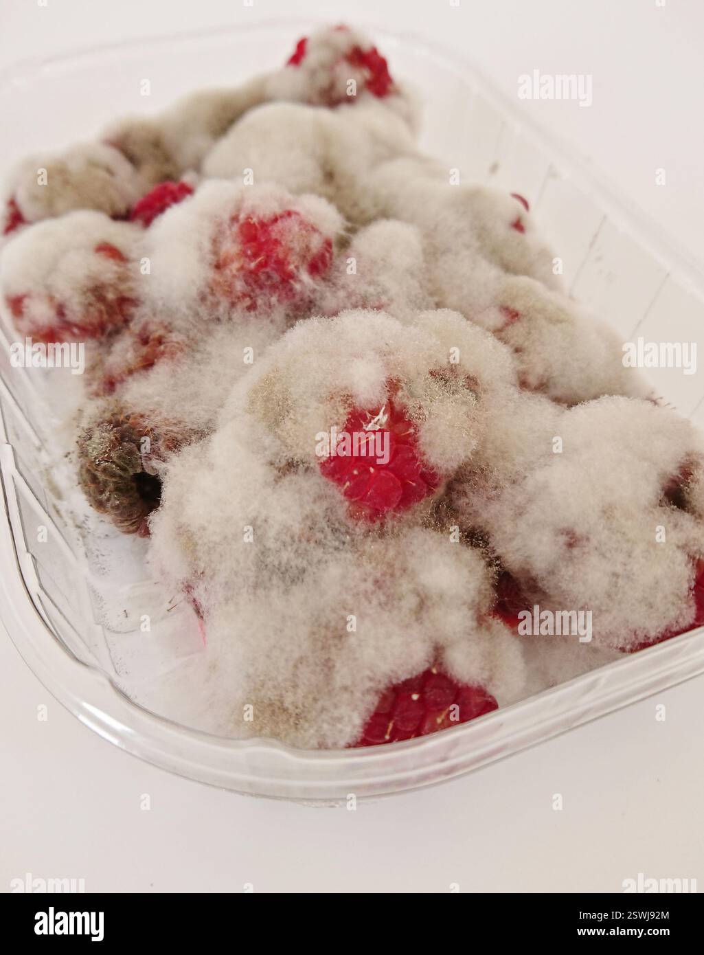 Moldy Raspberries Covered in White Fuzzy Mold in a Plastic Container ...