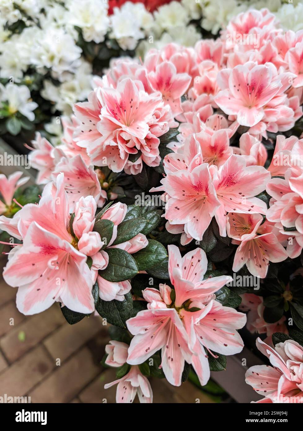 Close up of pink and white azaleas in full bloom displayed in a garden ...