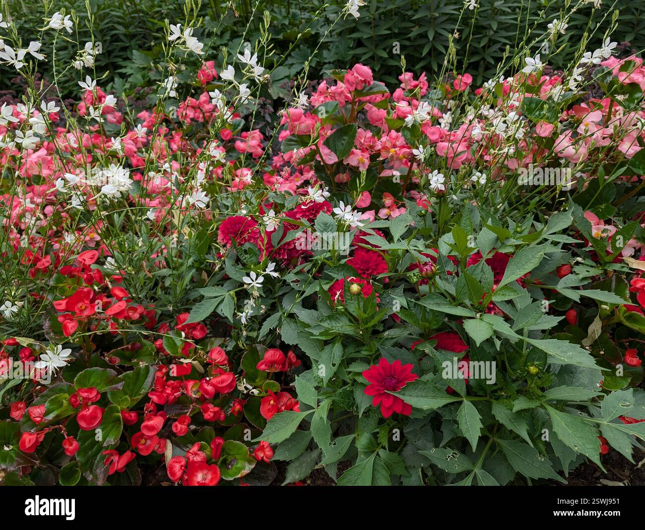 A lush flower bed featuring beautiful red dahlias, gaura, and pink ...