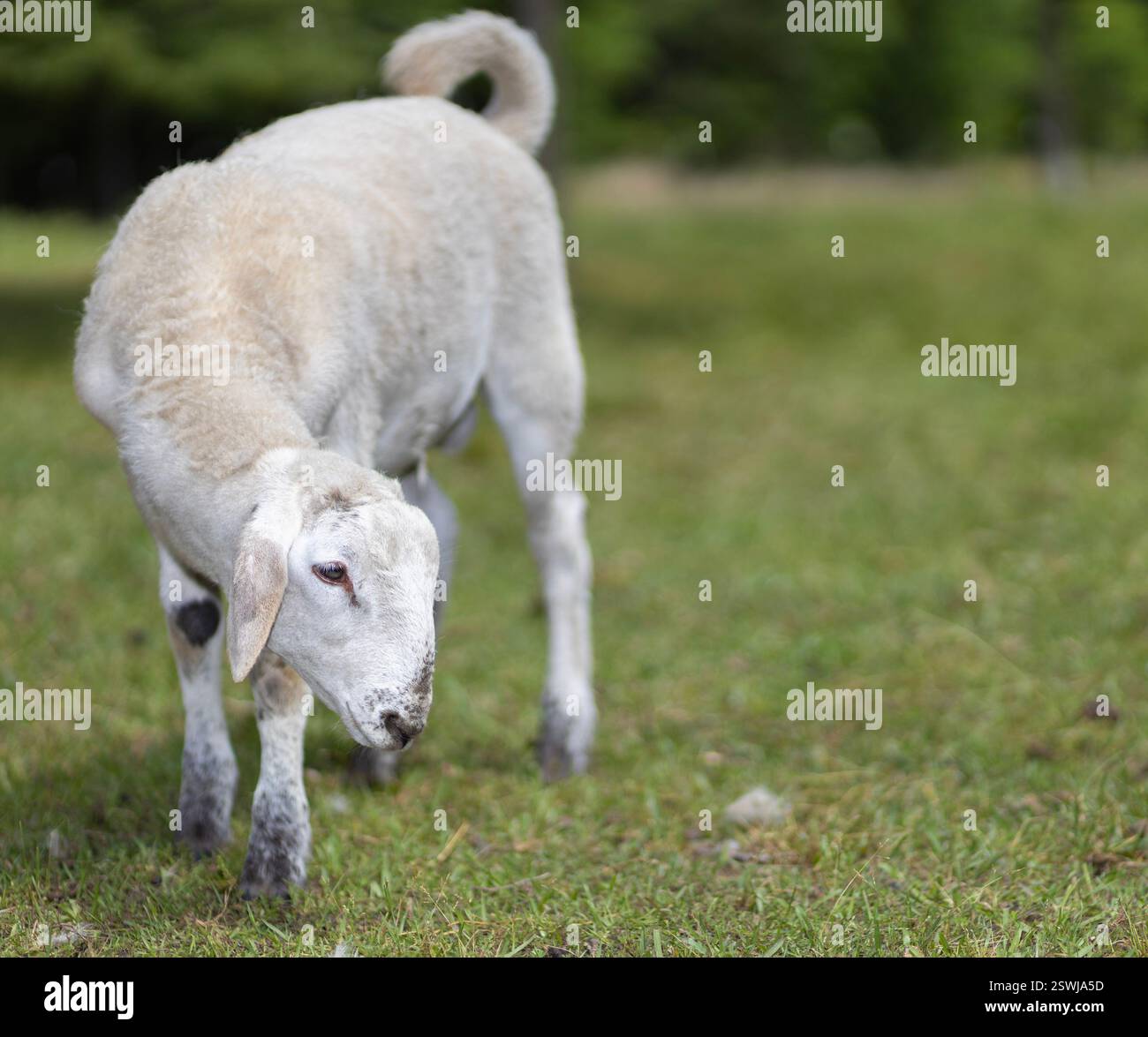 White Katahdin sheep lamb that is a ram several months old bending over ...