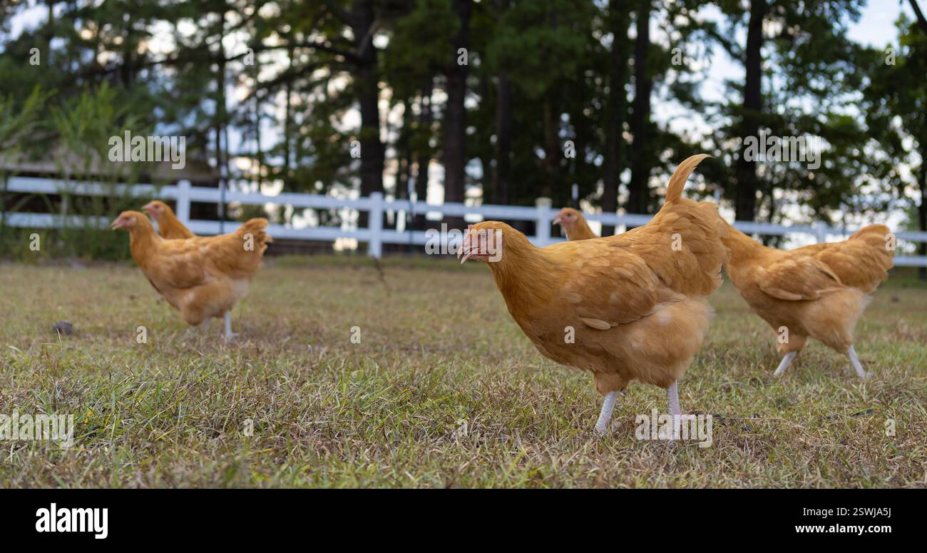 Group of buff Orpington chicken pullets scouring the field they free ...