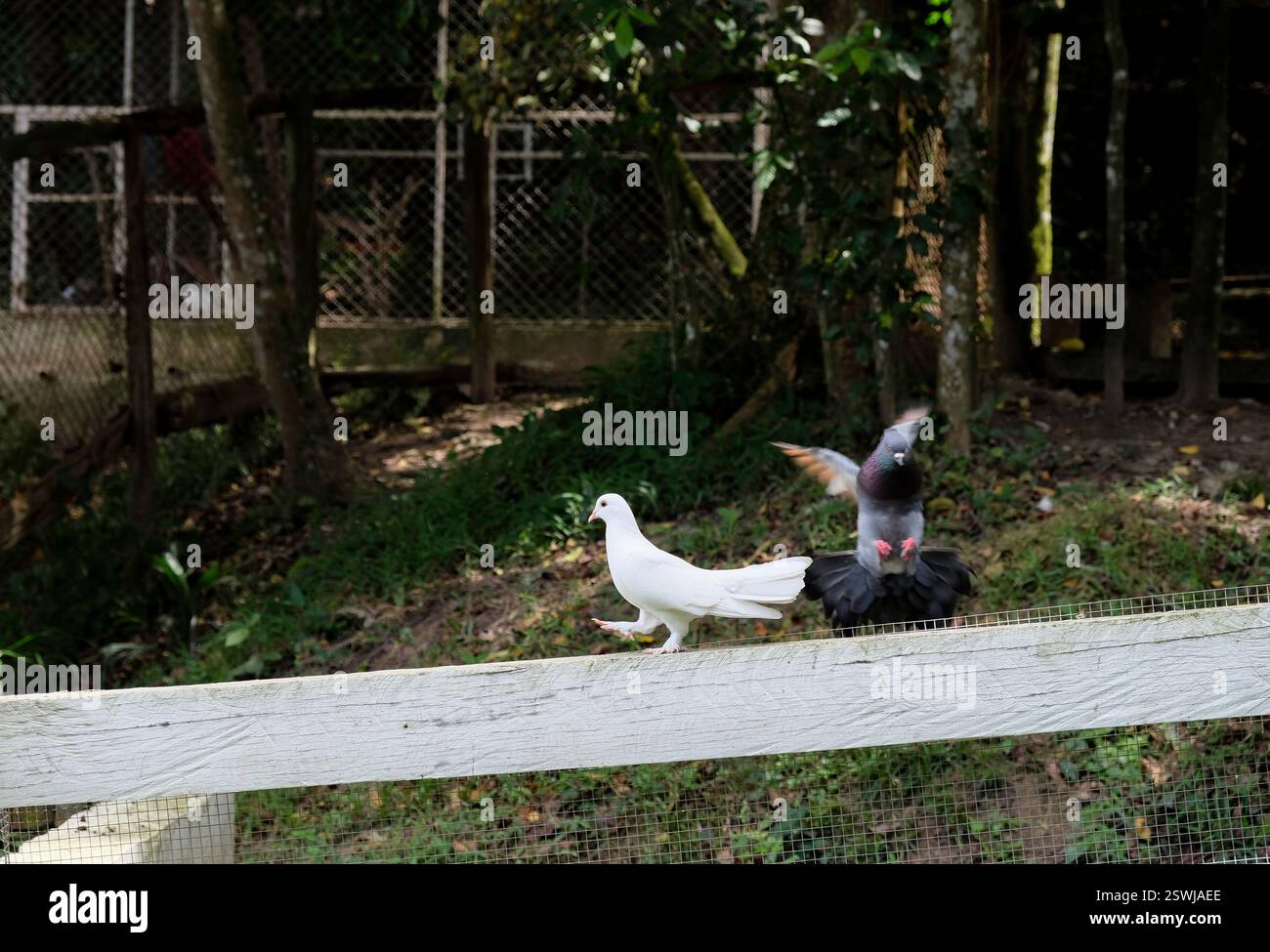 Beautiful grey dove bird hi-res stock photography and images - Alamy