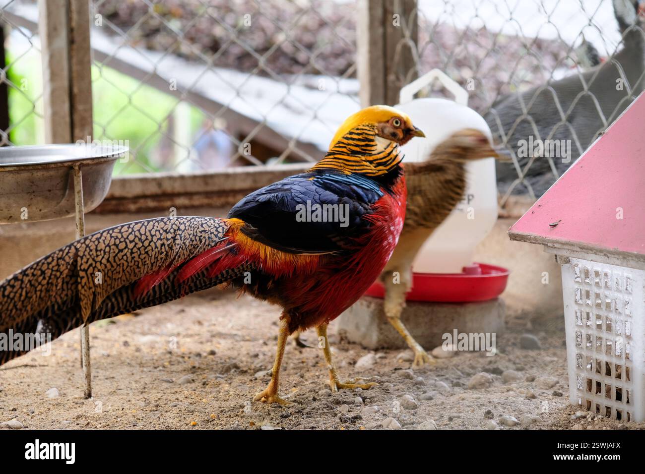 Beautiful color of golden pheasant, also known as the Chinese pheasant or rainbow pheasant at ...