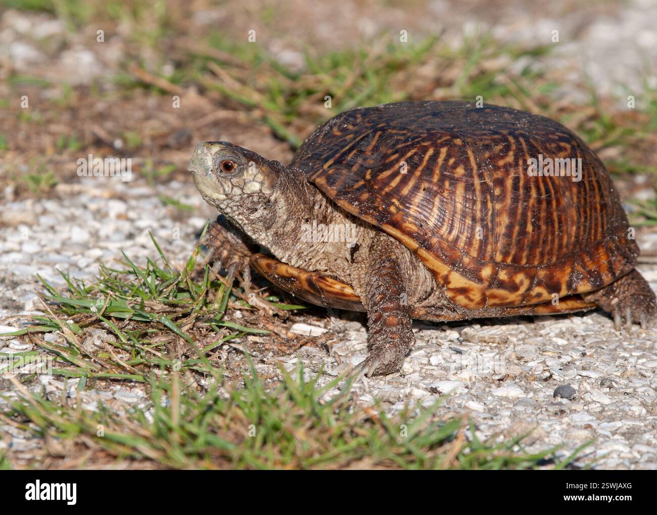 Eastern Box Turtle, Terrapene carolina carolina. An adult female ...