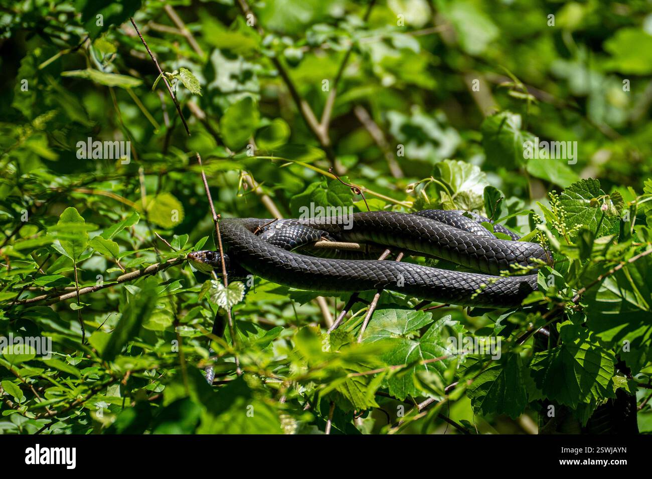 A large Southern Black Racer, Coluber constrictor, coiled up in a small ...