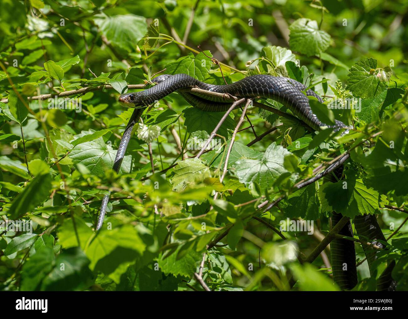 A large Southern Black Racer, Coluber constrictor, draped over a small ...