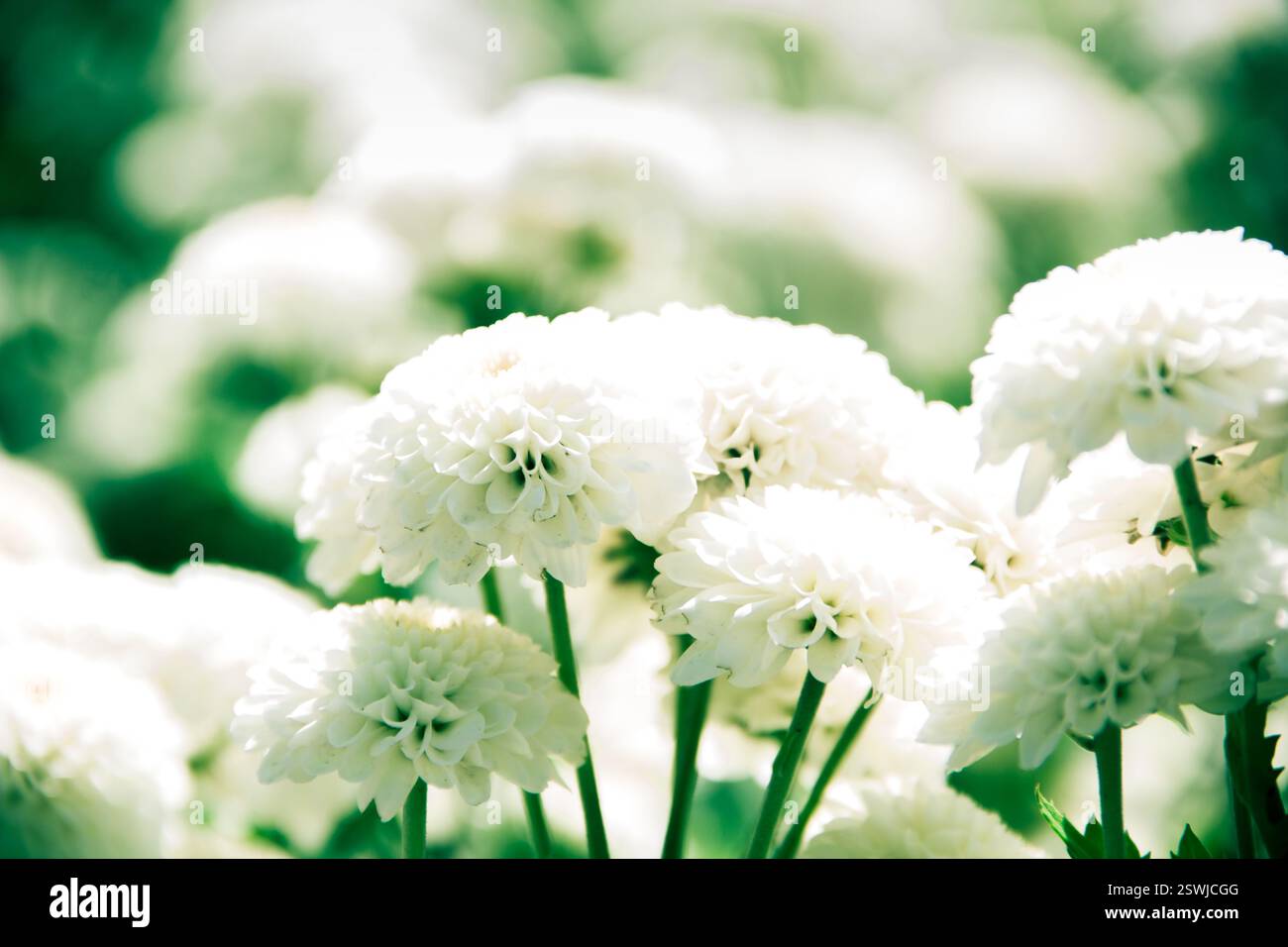 Chrysanthemum, formerly Dendranthemum white blooming'white fields of ...