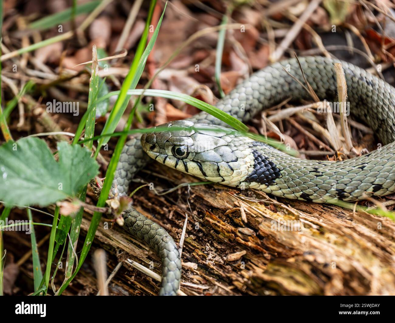 Grass Snake Basking on a Log Stock Photo - Alamy