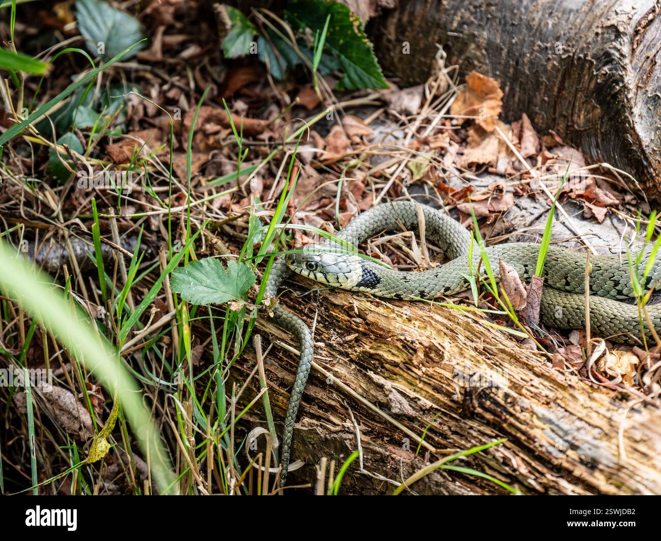 Grass Snake Basking on a Log Stock Photo - Alamy