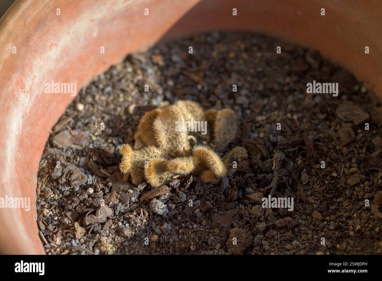 Dry cactus in a pot with dry soil without care with horizontal sun ...