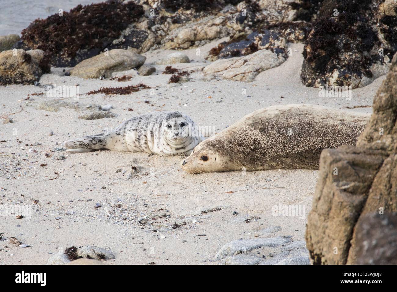 Harbor seal mother and pup resting on a sandy beach in Pacific Grove ...