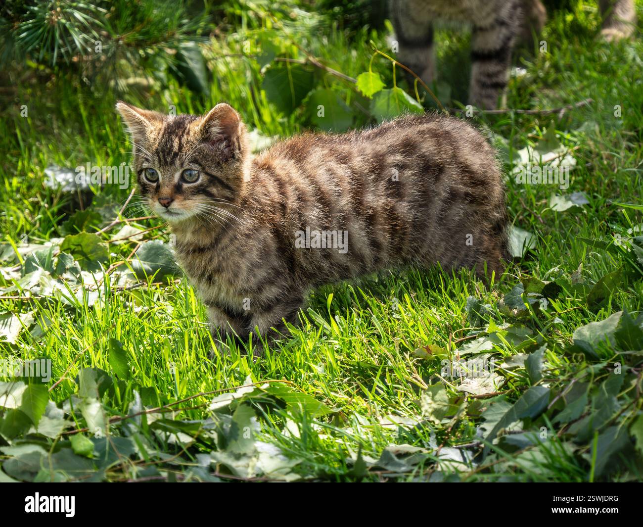 Scottish Wildcat Kitten in Grass Stock Photo - Alamy