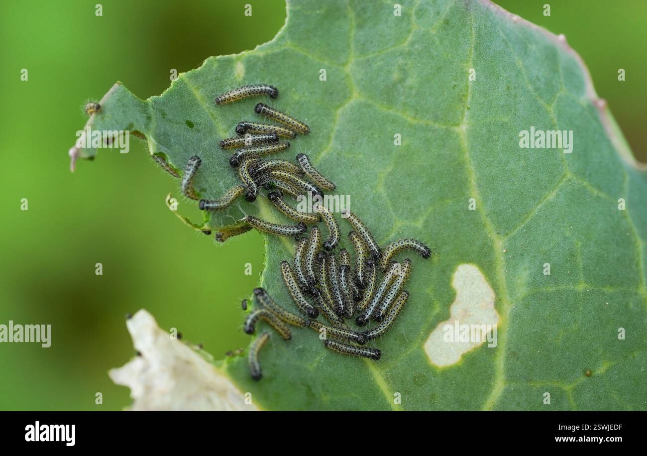 Large White butterfly, young larvae, larva, caterpillars eating their ...