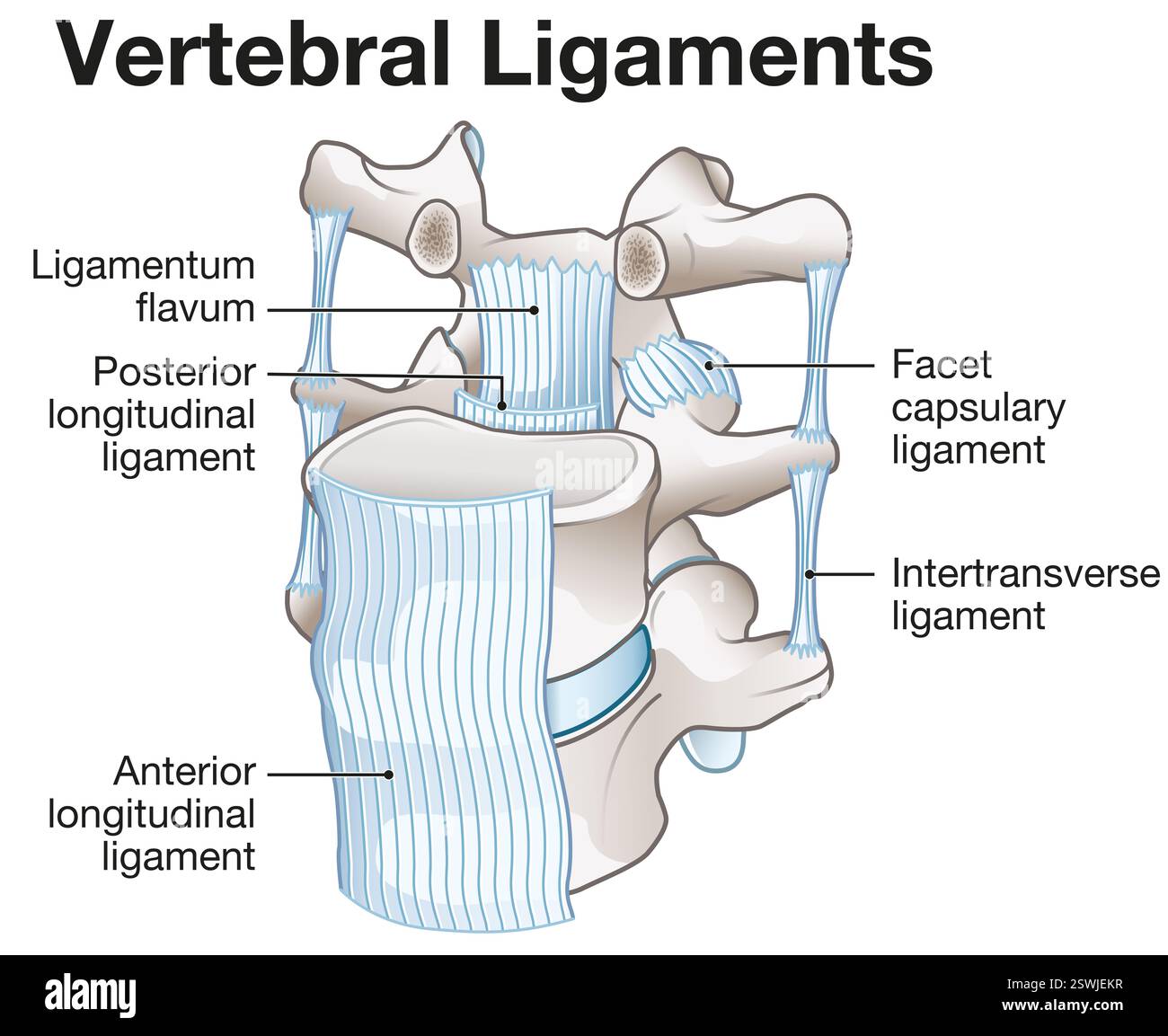 The lumbar spine ligaments providing stability, flexibility, and ...