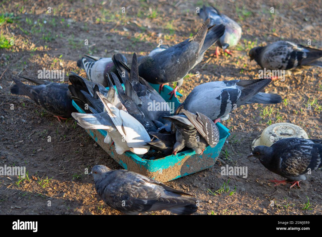 Bird feeding. Flock of pigeons eating food from bowl on sunny morning ...