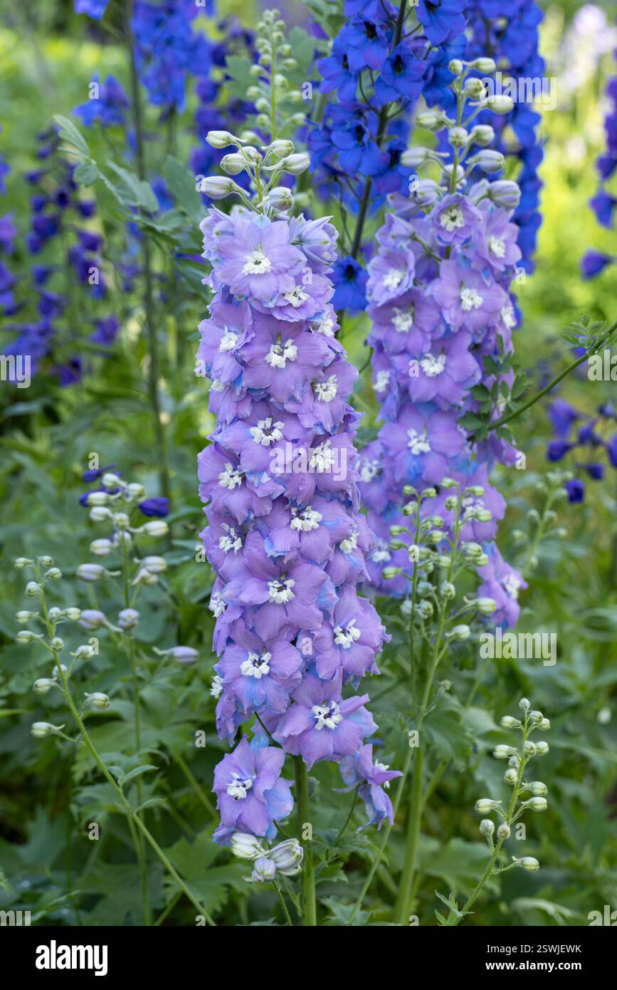 Close up of beautiful blue delphiniums, a cottage garden plant ...