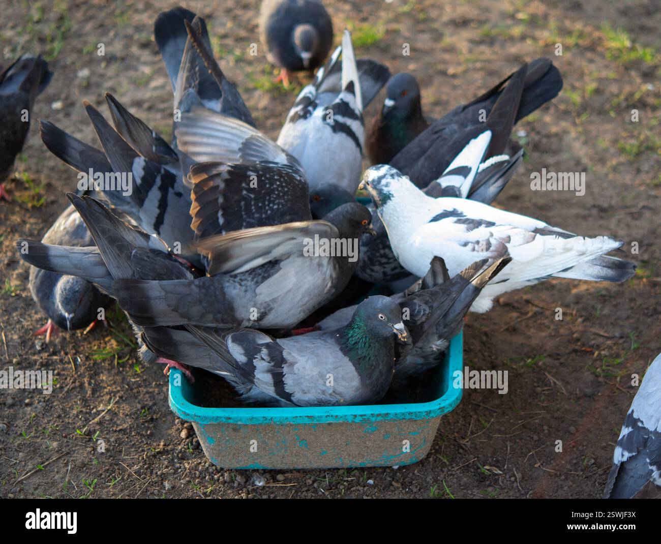 Bird feeding. Flock of pigeons eating food from bowl on sunny morning ...
