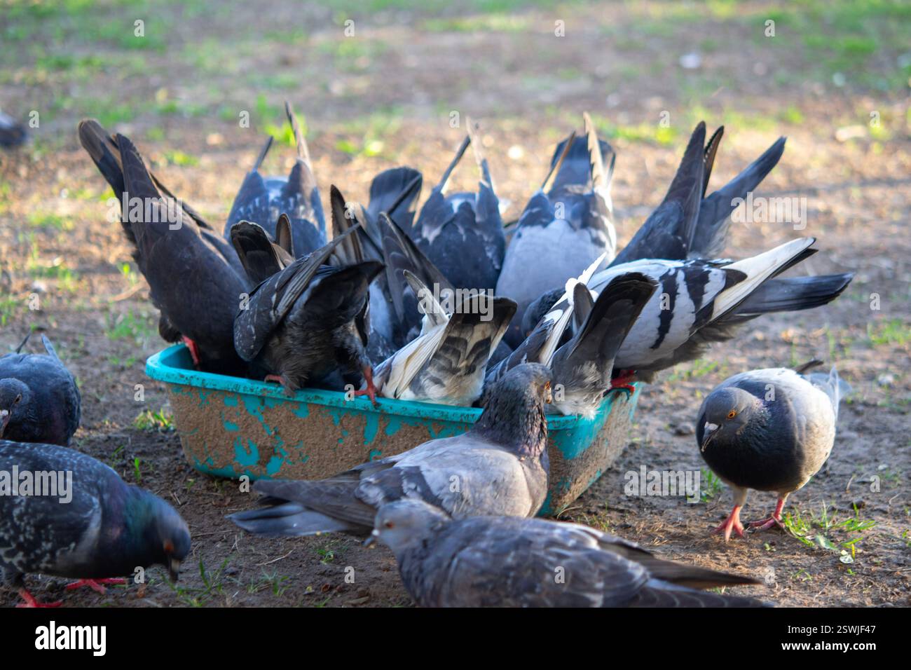 Bird feeding. Flock of pigeons eating food from bowl on sunny morning ...