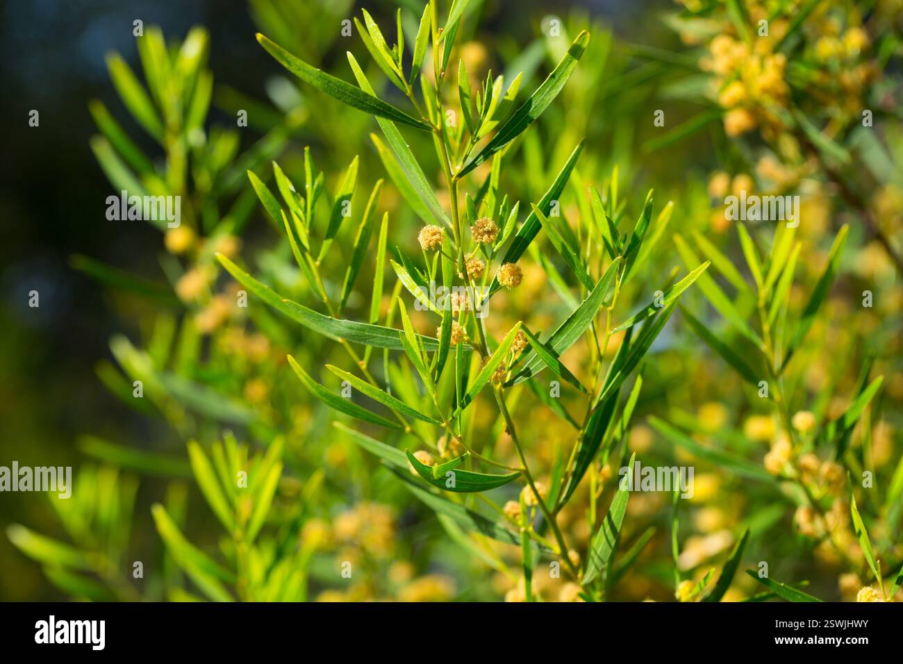 Bunches of acacia flowers hi-res stock photography and images - Alamy