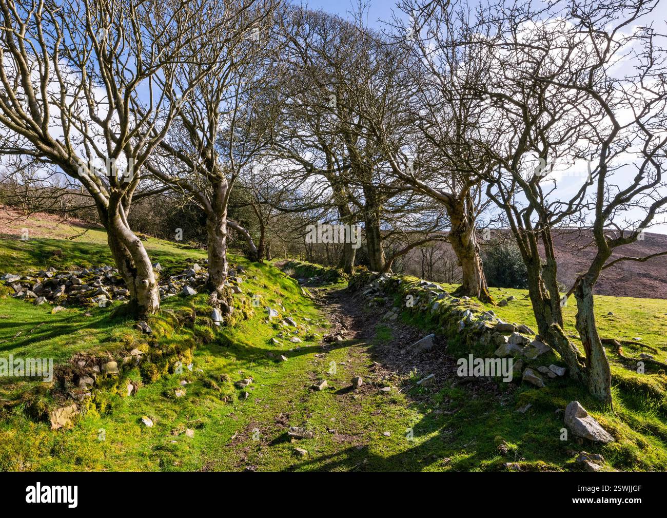 Sunken path on the Stiperstones National Nature Reserve, Shropshire ...
