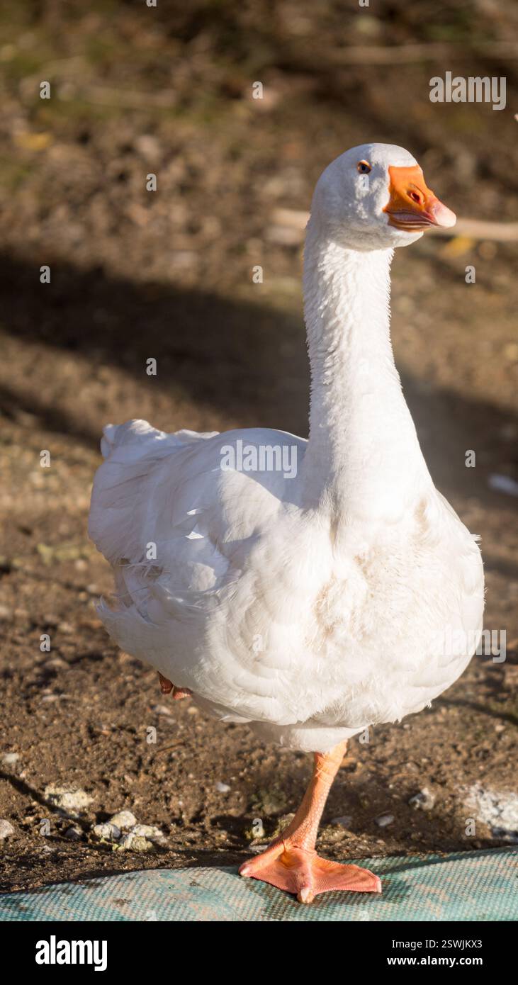 White duck standing on one leg, enjoying the sunlight in a natural ...