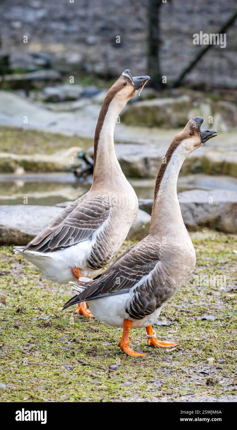 Two geese walking together in a natural outdoor setting Stock Photo - Alamy