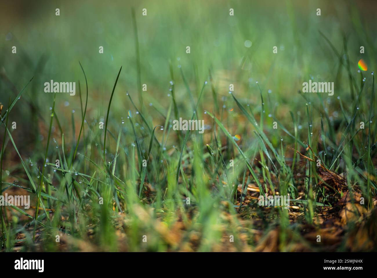 Close up of dew covered grass blades in the morning sun Stock Photo - Alamy
