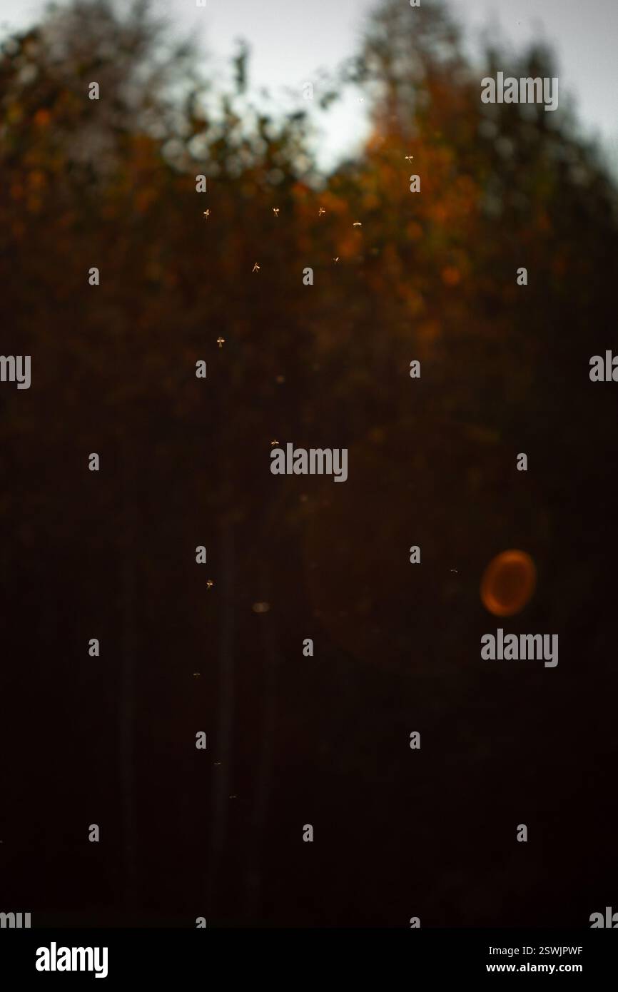 A mesmerizing photograph of small insects suspended in the warm glow of ...