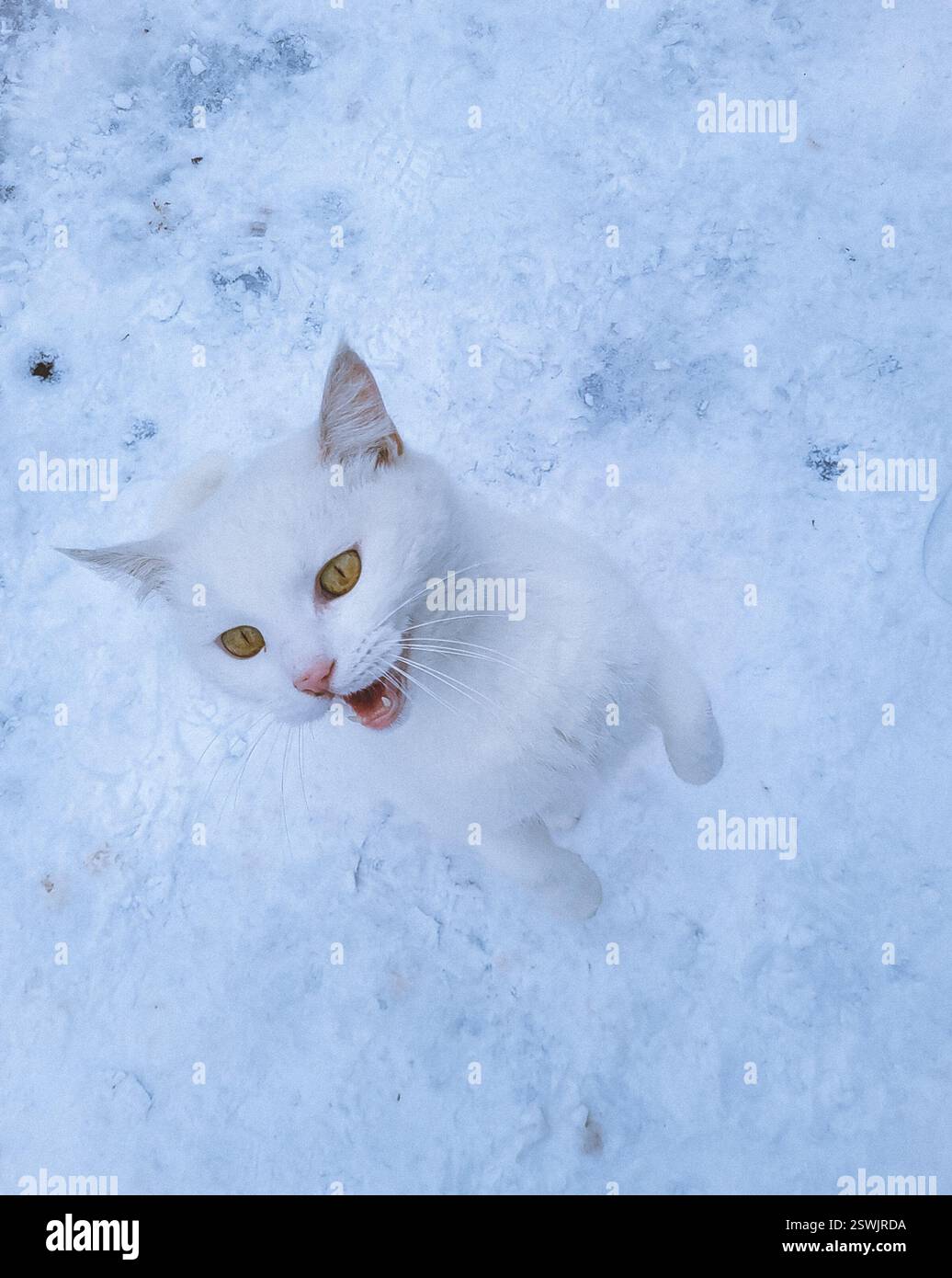 Catinthesnow hi-res stock photography and images - Alamy