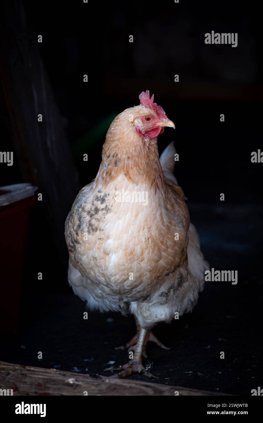 Cackle hi-res stock photography and images - Alamy