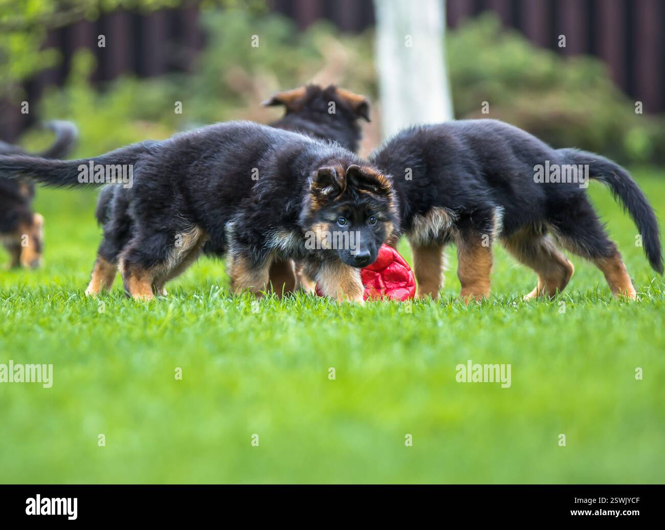 Shepherd puppies bit a soccer ball Stock Photo - Alamy