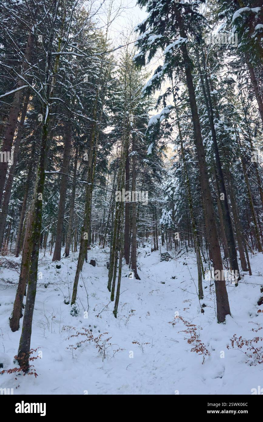 Breathtaking winter forest scene featuring majestic evergreen trees completely blanketed in ...